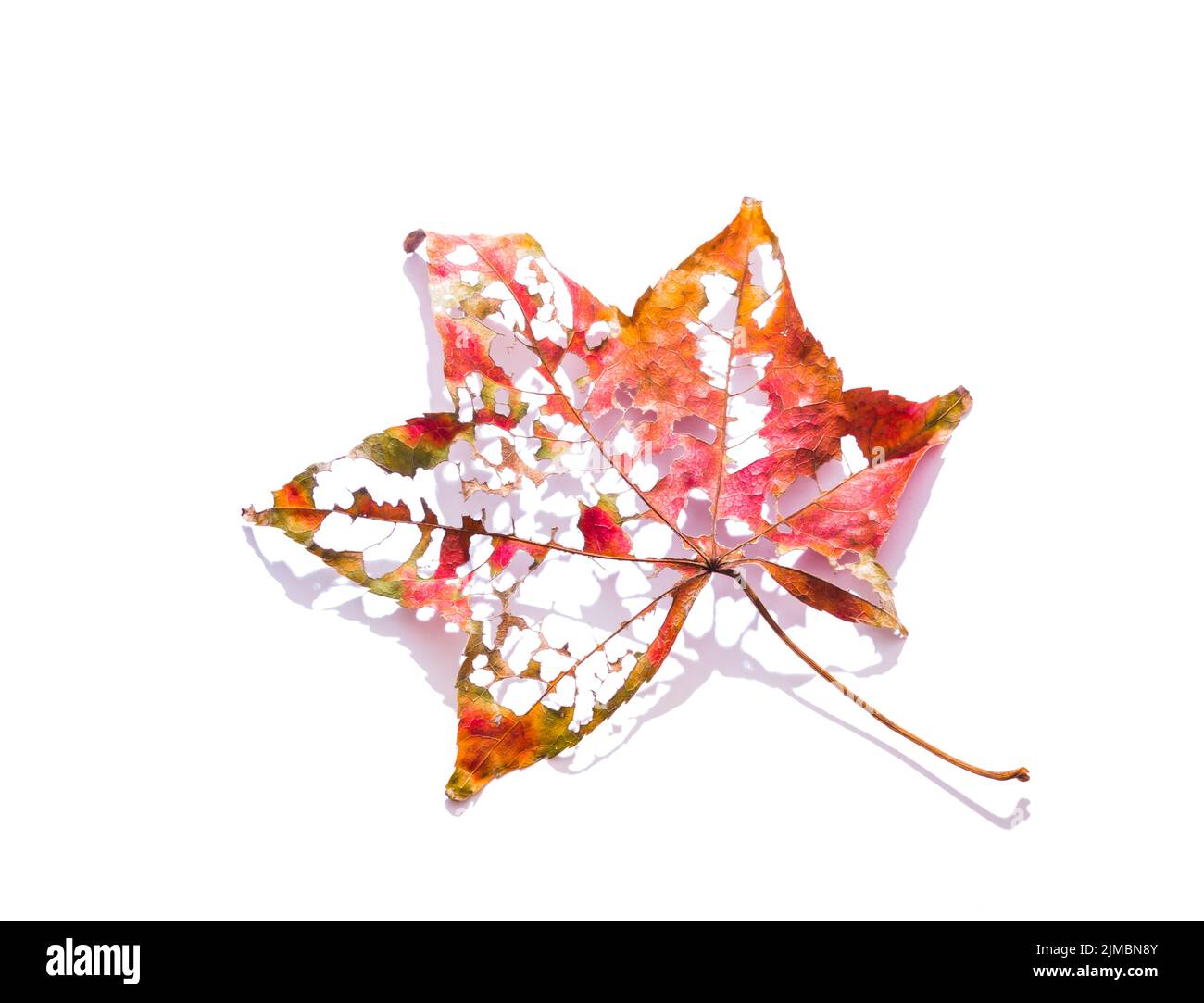 Old decaying red autumn leaf full of holes showing the changing seasons ...