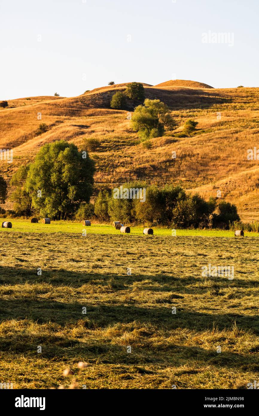 Golden hay bales. Agricultural parcels of different crops and hay roll ...