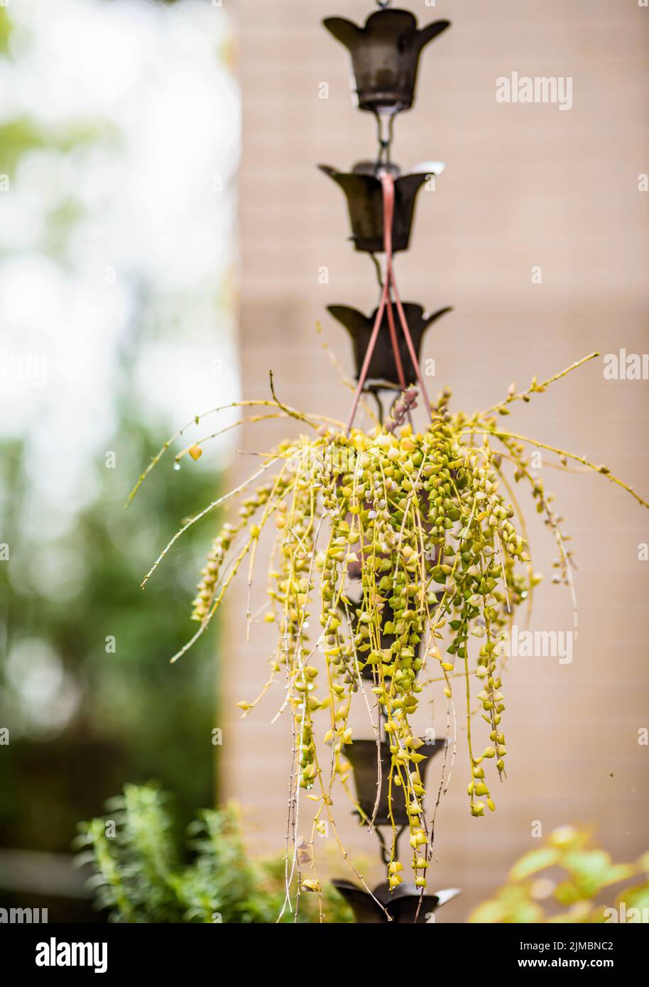 Hanging green plants hi-res stock photography and images - Alamy