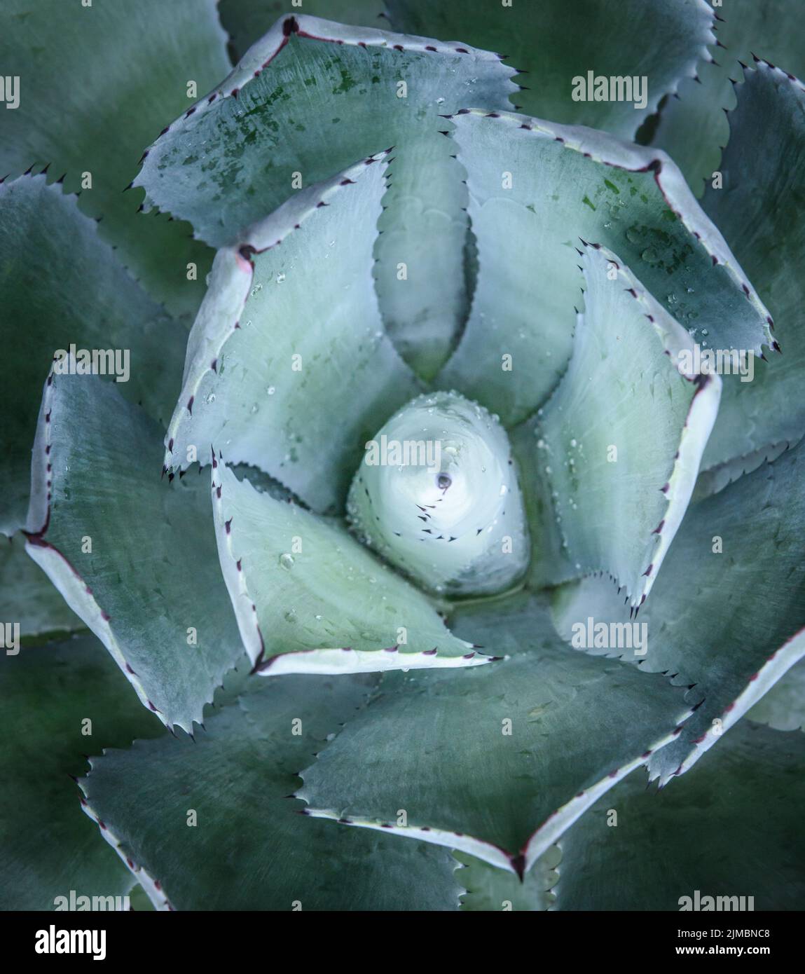 Macro of fresh Agave plant, it shape like flower Stock Photo - Alamy
