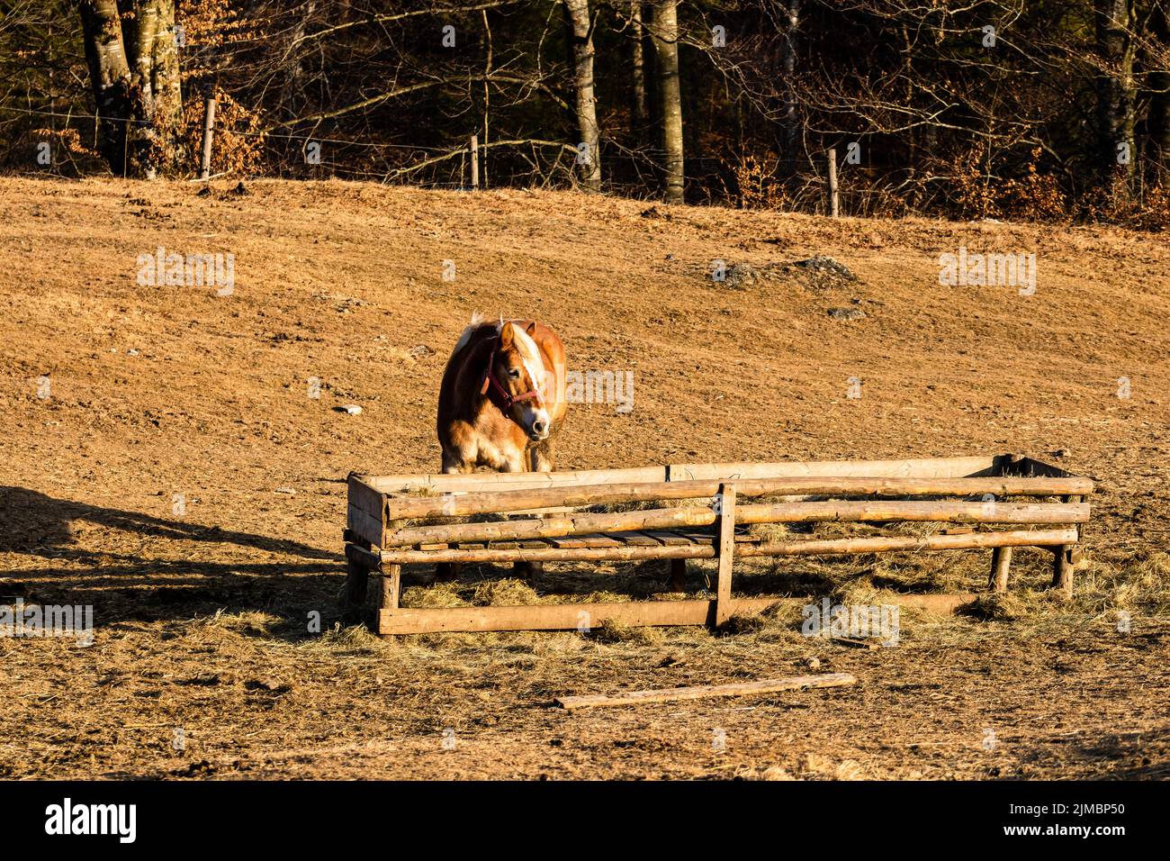 Horses grazing in a field near the paddock Stock Photo - Alamy
