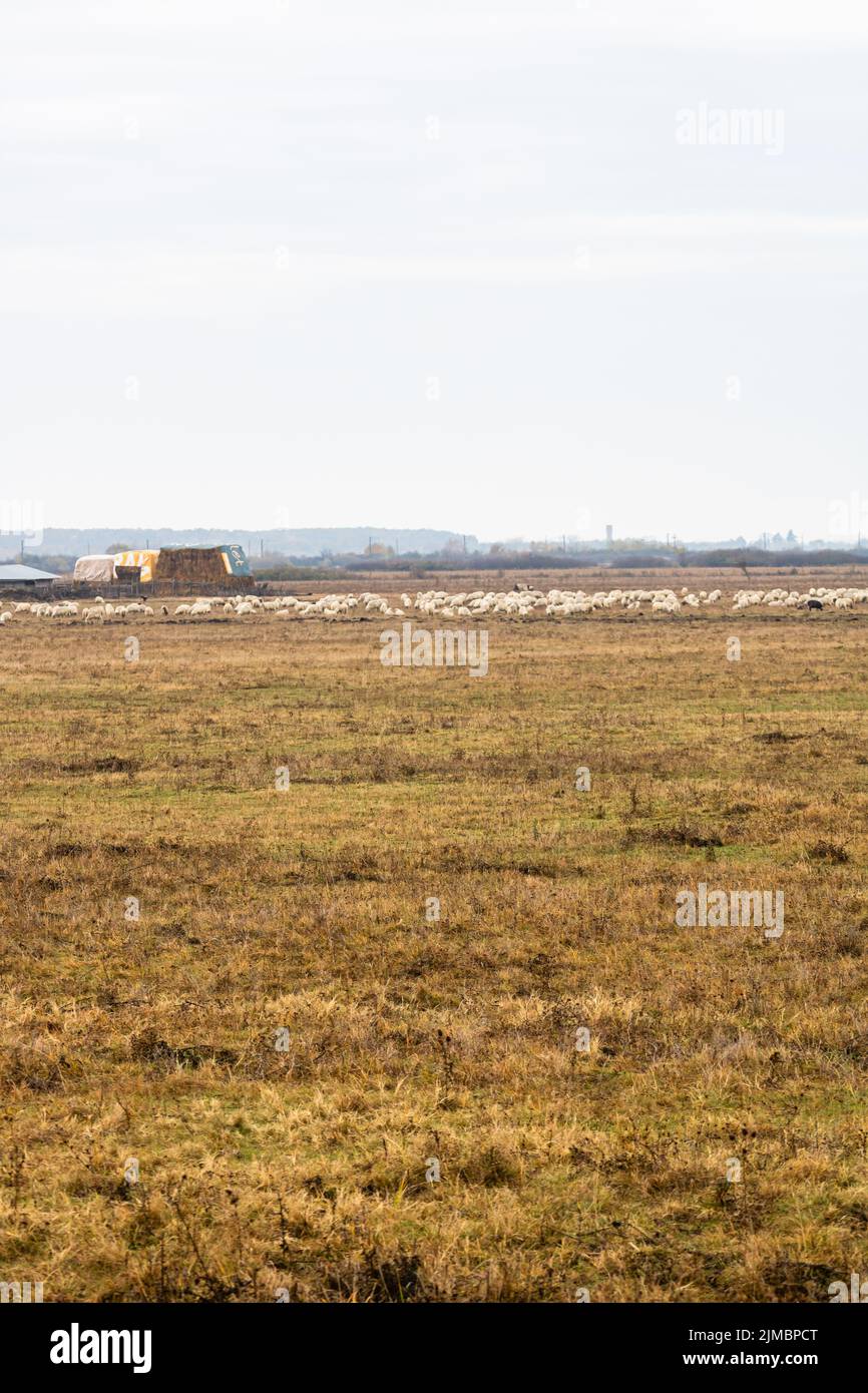 Flock of sheep and lambs in the field Stock Photo - Alamy