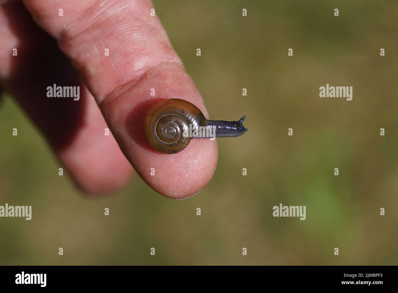 Oxychilus species hi-res stock photography and images - Alamy