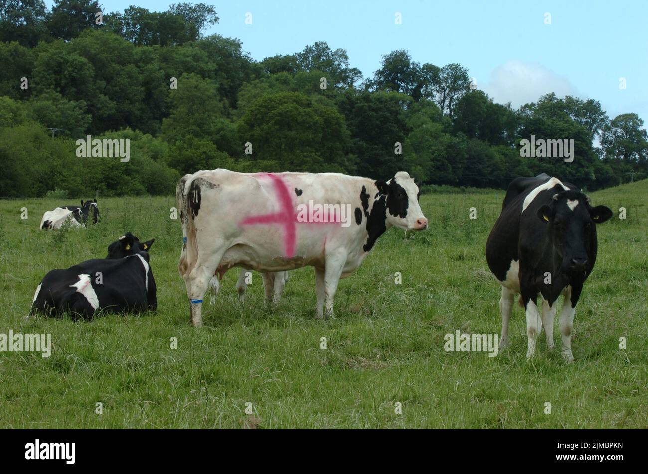 THE COW PAINTED WITH THE CROSS OF ST. GEORGE BY FARMER PETER LANGRISH ...