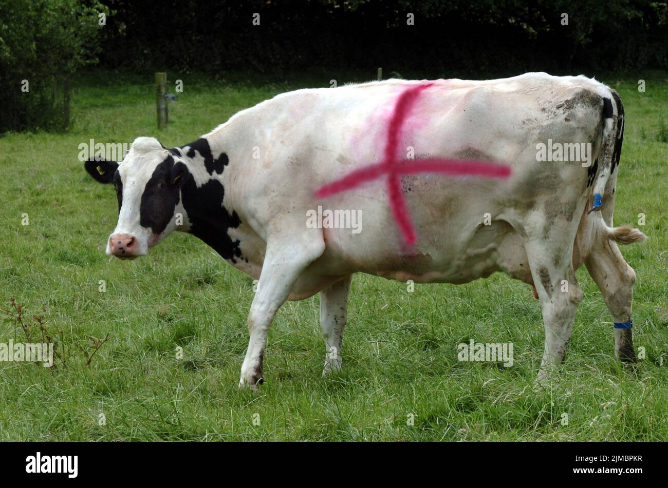 THE COW PAINTED WITH THE CROSS OF ST. GEORGE BY FARMER PETER LANGRISH ...
