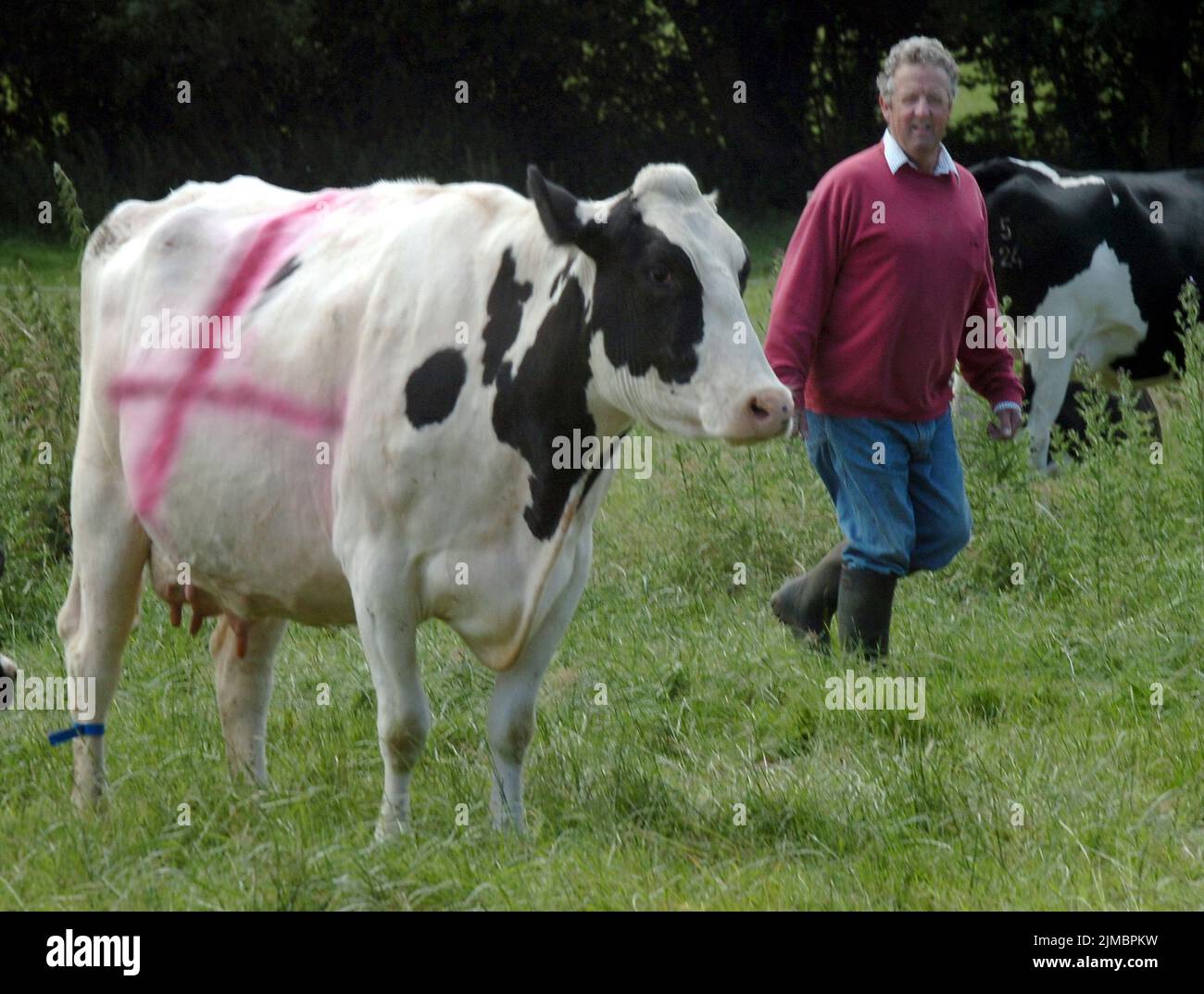 THE COW PAINTED WITH THE CROSS OF ST. GEORGE BY FARMER PETER LANGRISH ...