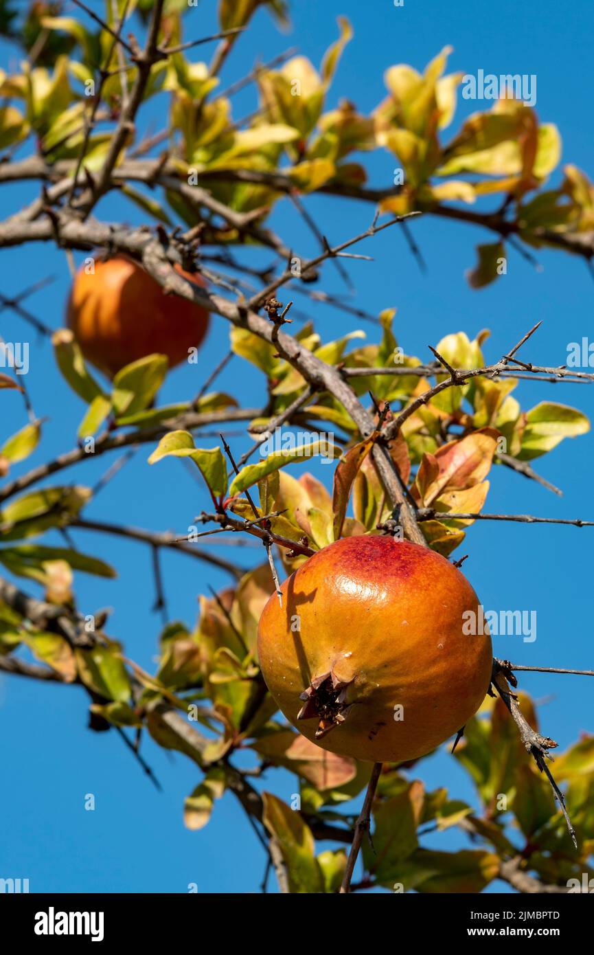 pomegranates growing on a tree on the greek island of zante or zakythos ...