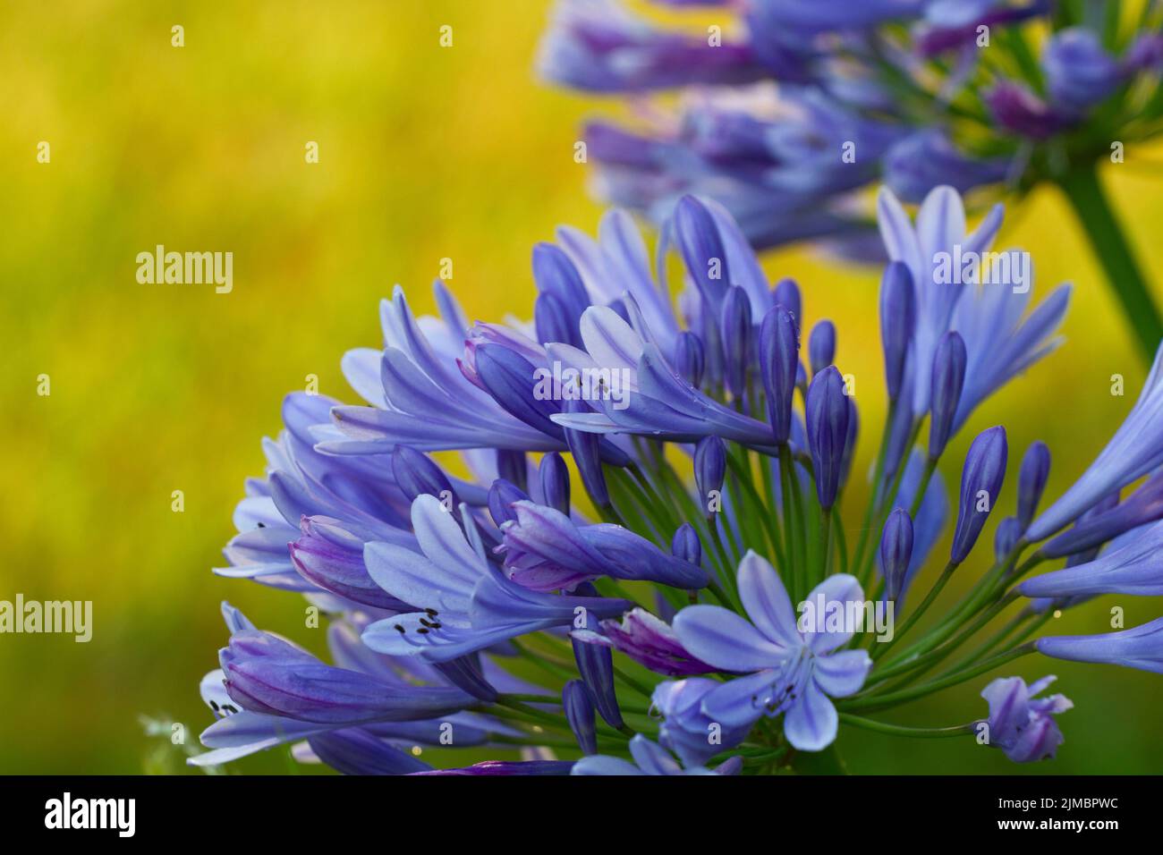 Mediterranean botany hi-res stock photography and images - Alamy