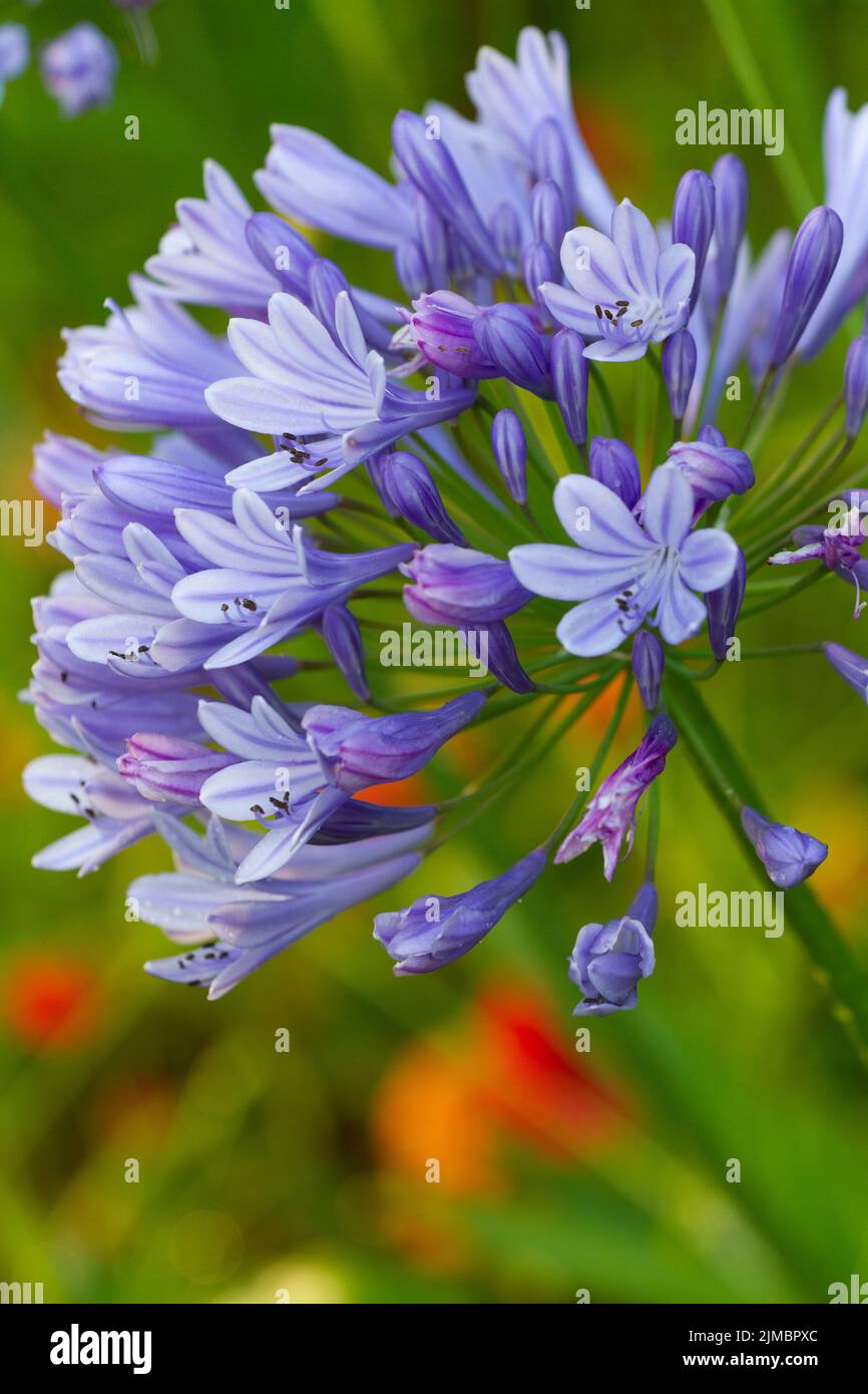 Mediterranean lily hi-res stock photography and images - Alamy
