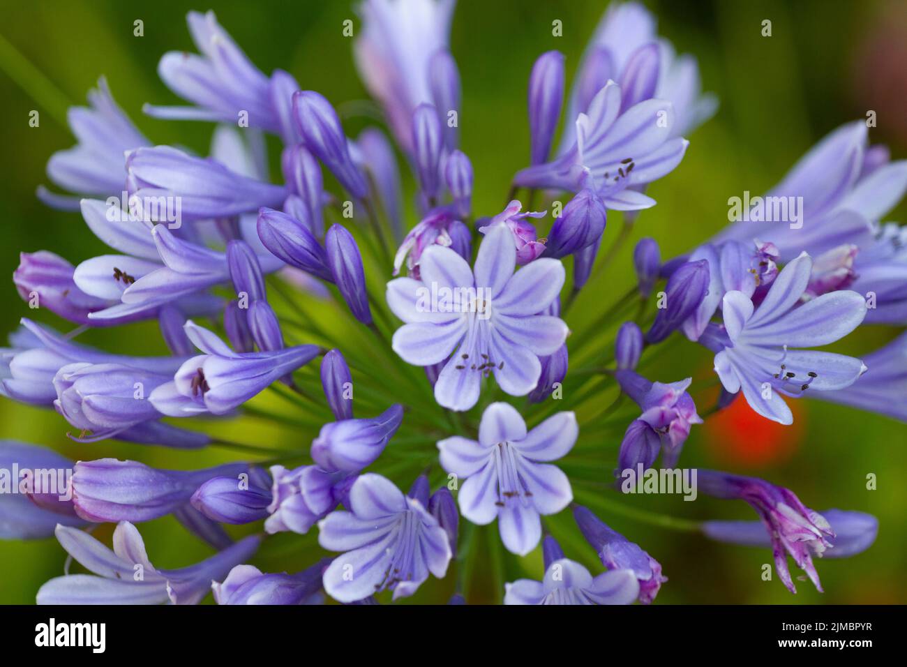 Mediterranean lily hi-res stock photography and images - Alamy