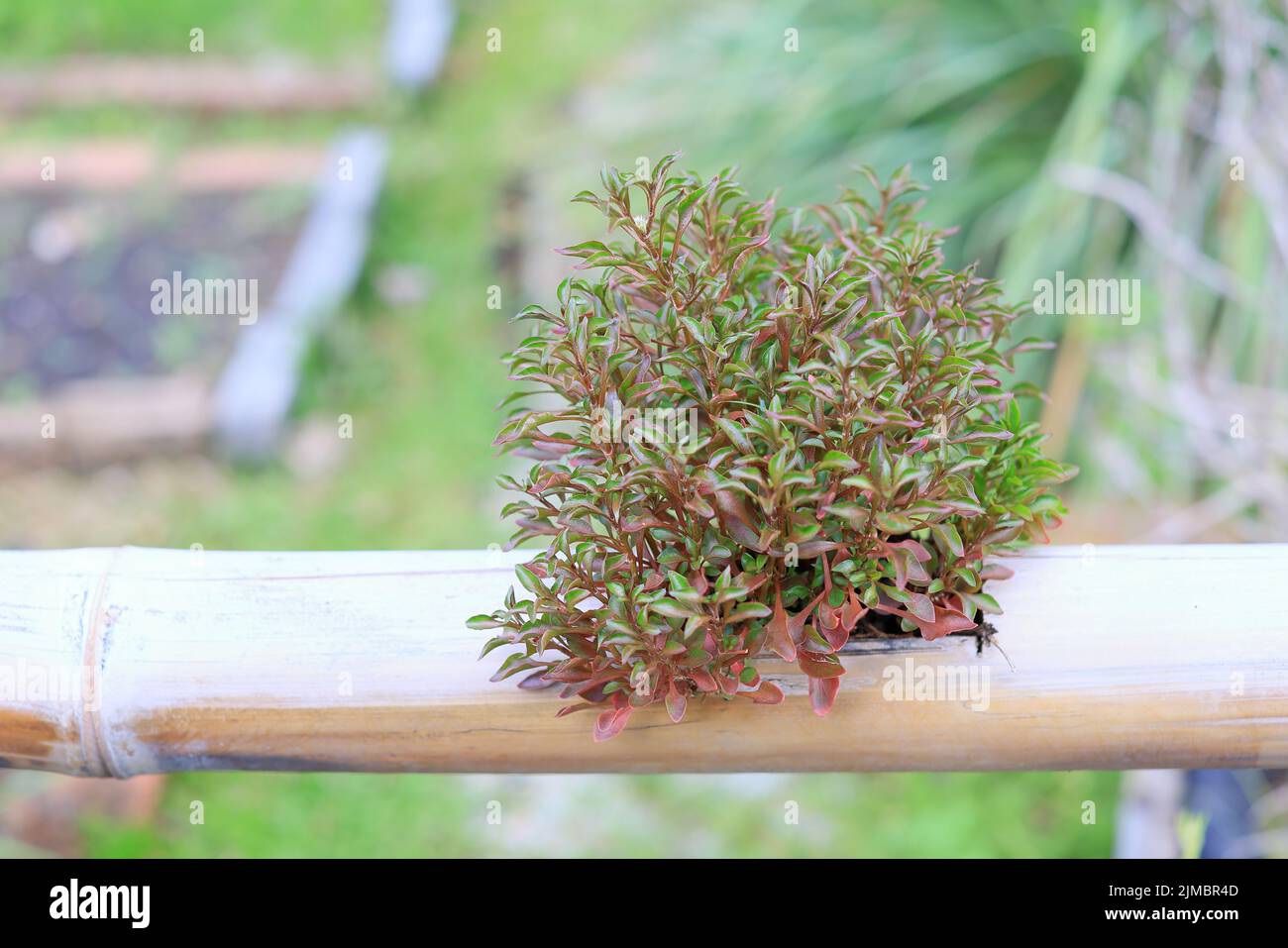 Small plant growing in bamboo rail. Beautiful decorated tree out door ...