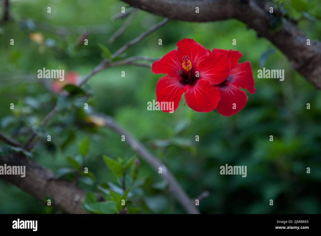 Calvi Corsica at the mediterranean sea, flowers Stock Photo - Alamy