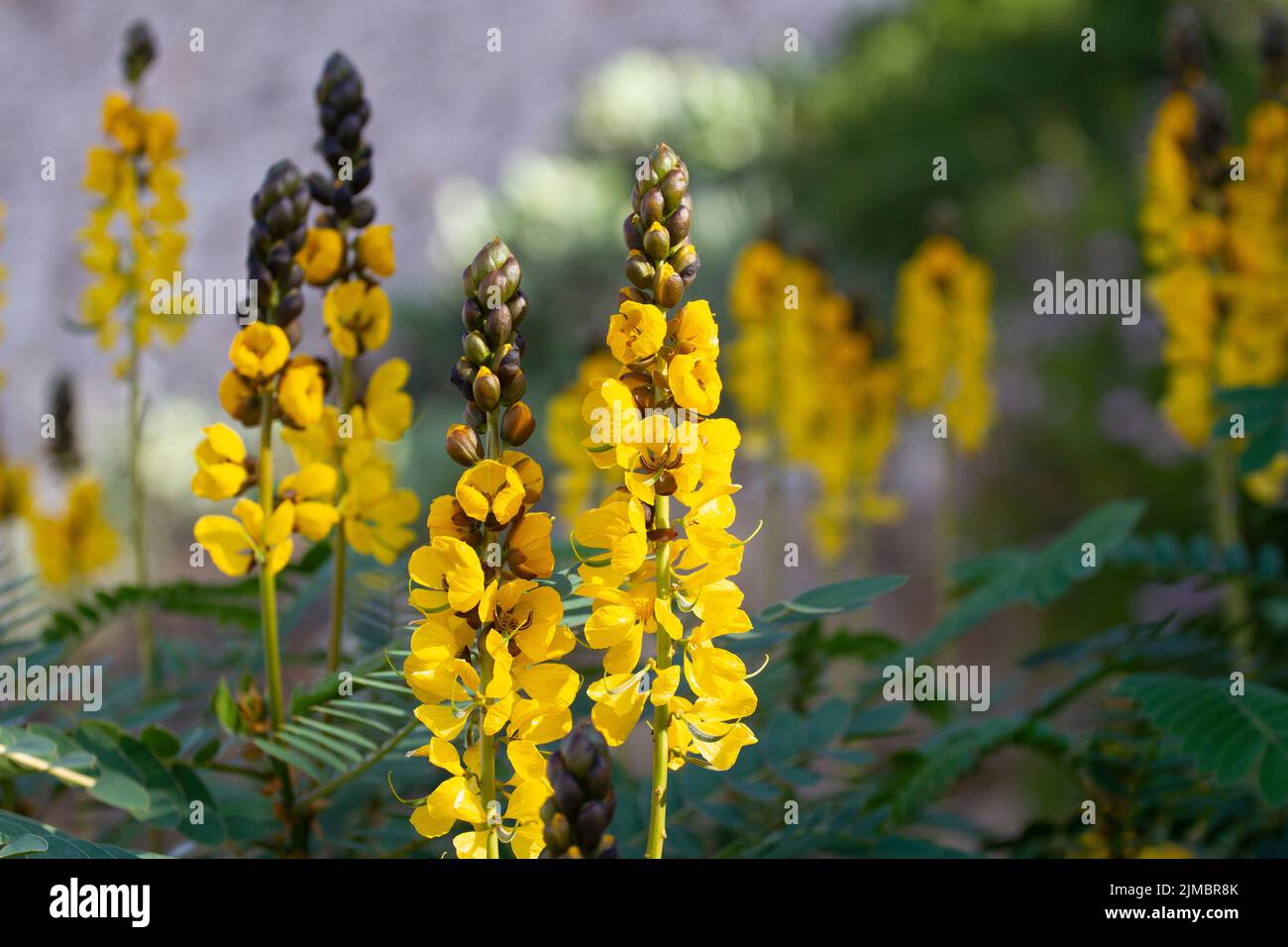 Calvi Corsica on the mediterranean sea, flowers Stock Photo - Alamy