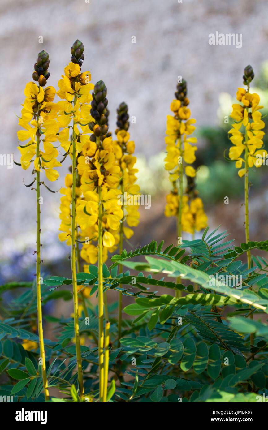 Calvi Corsica on the mediterranean sea, flowers Stock Photo - Alamy