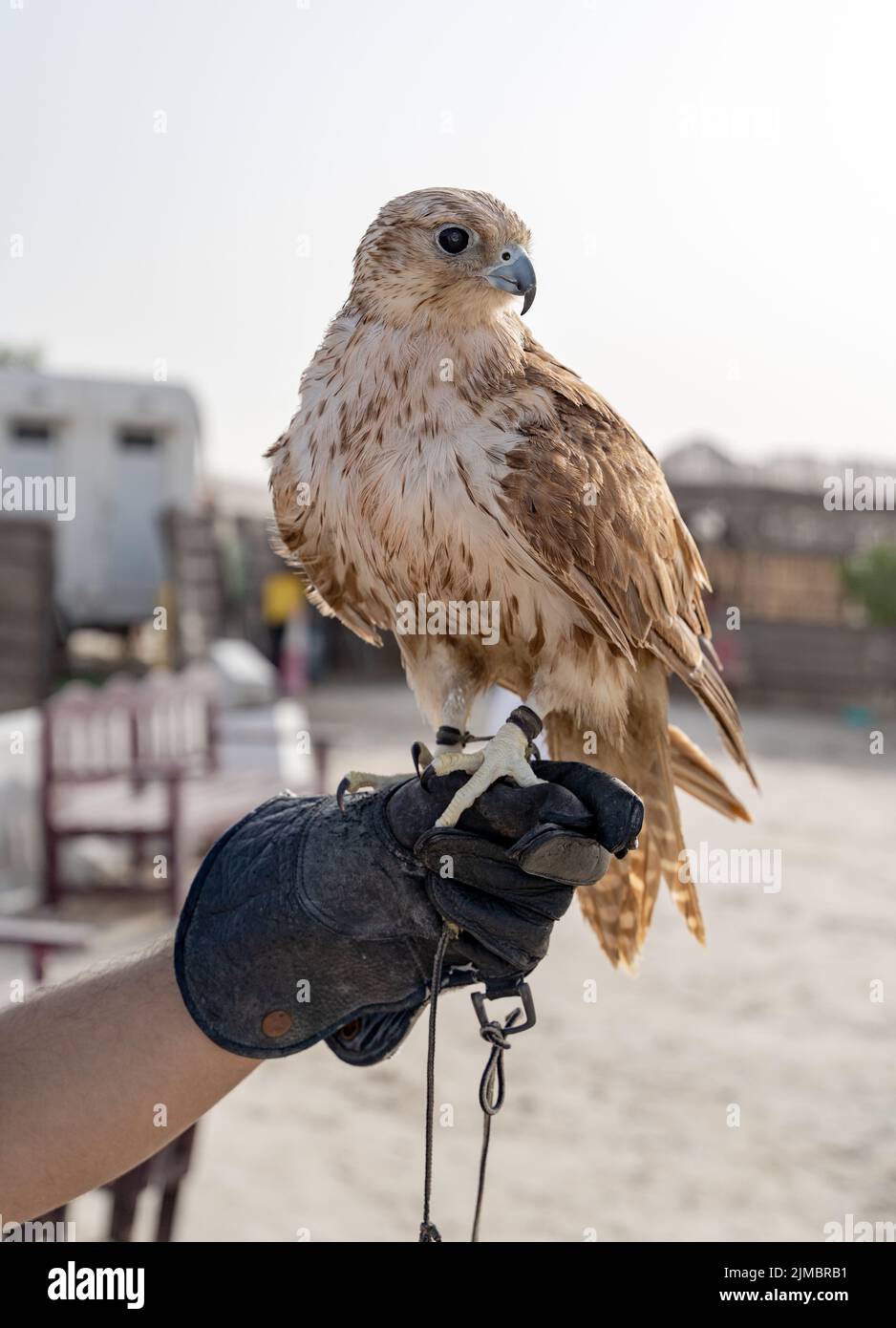 Falconer hawker falconry hawk hi-res stock photography and images - Alamy