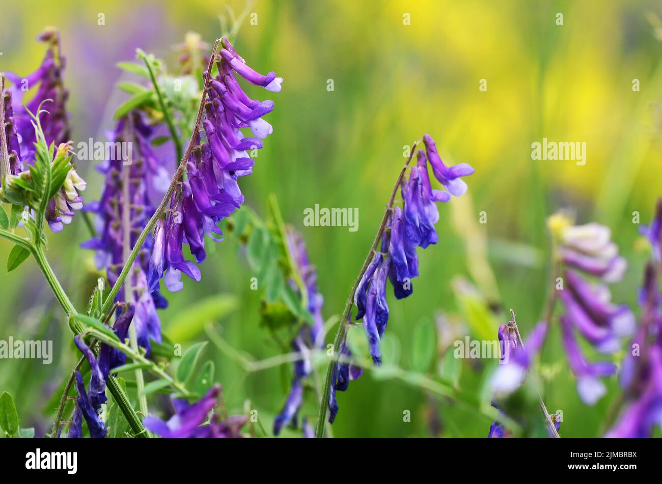 Blue flower on stalk hi-res stock photography and images - Alamy