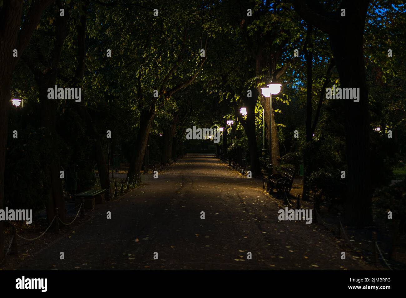 Night scene. Dark alley in Cismigiu Gardens Park at night in downtown ...