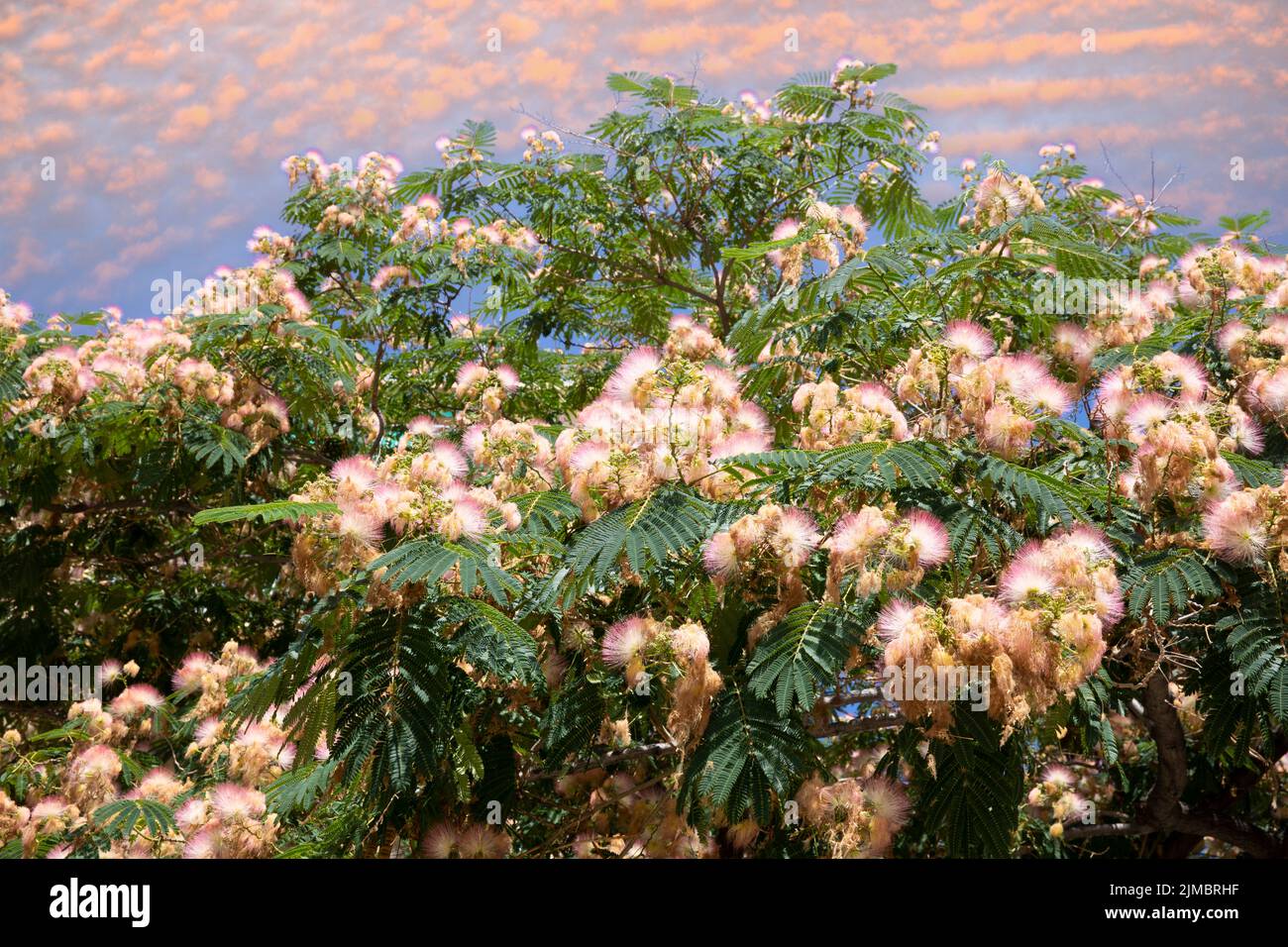 Floral mediterranean tree hi-res stock photography and images - Alamy