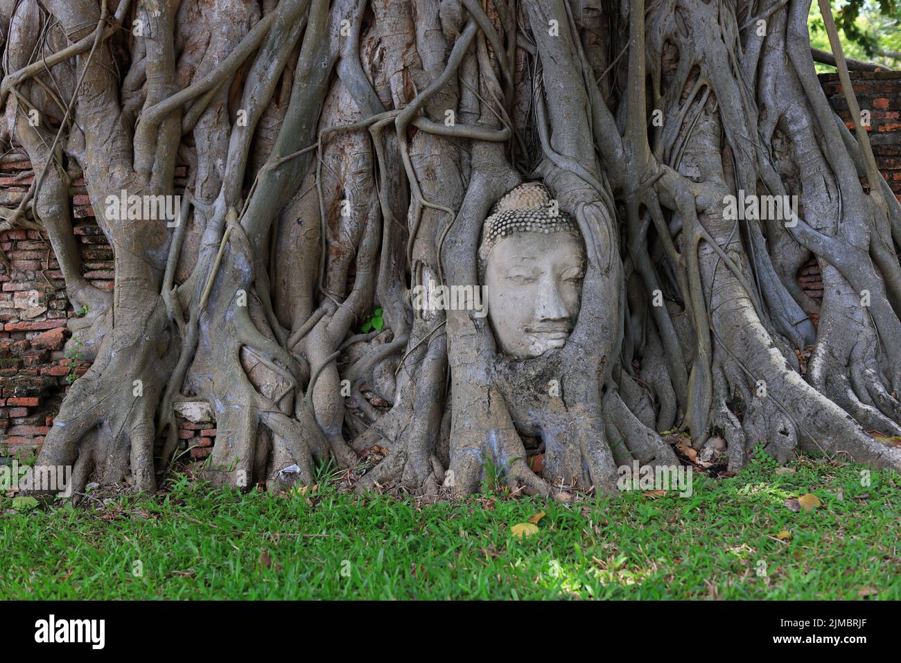 Ayutthaya Historical Park, The head of a sandstone Buddha statue ...