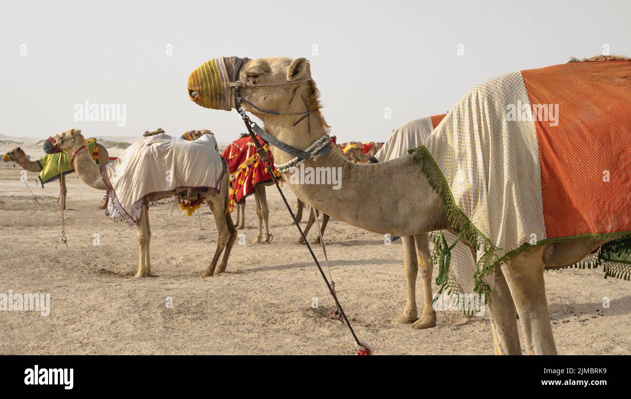 Camels with traditional dresses,waiting beside road for tourists for ...