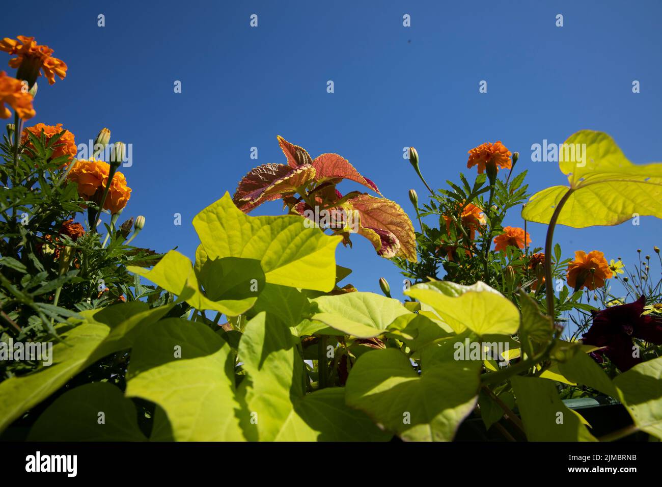 Calvi Corsica at the mediterranean sea, Tagetes erecta flowers Stock ...