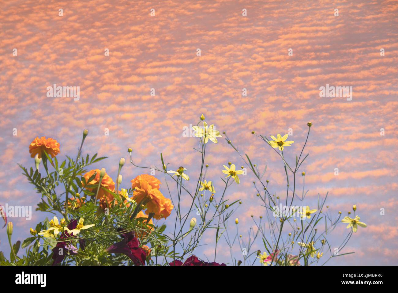 Calvi Corsica at the mediterranean sea, Tagetes erecta flowers Stock ...
