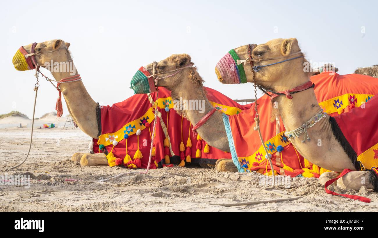 Camels with traditional dresses,waiting beside road for tourists for ...