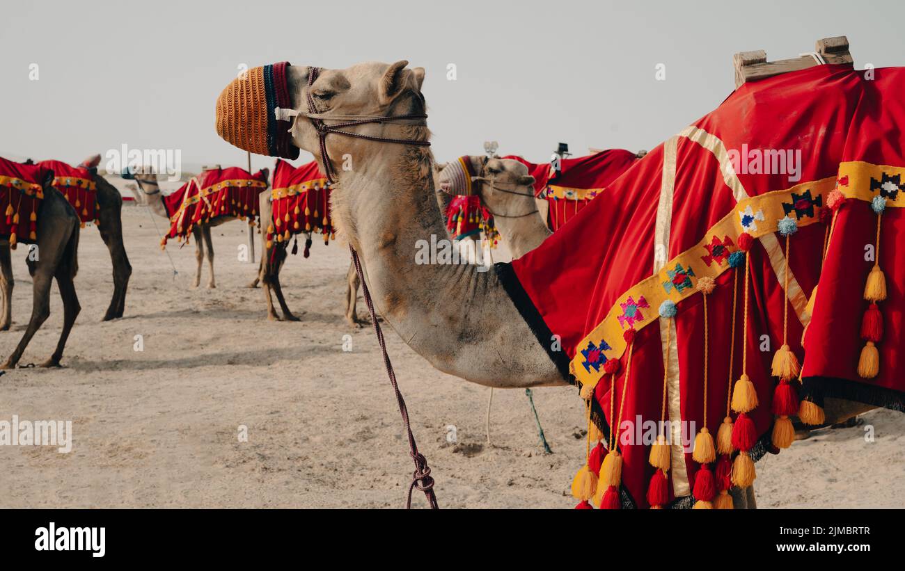 Camels with traditional dresses,waiting beside road for tourists for ...
