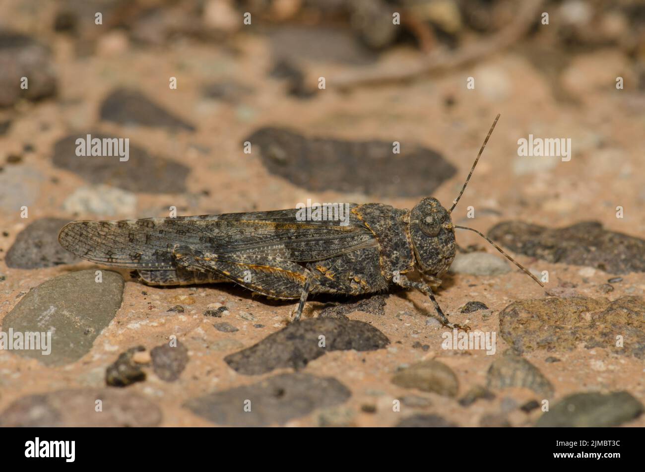 Gran Canaria sand grasshopper Sphingonotus guanchus. La Caleta beach ...
