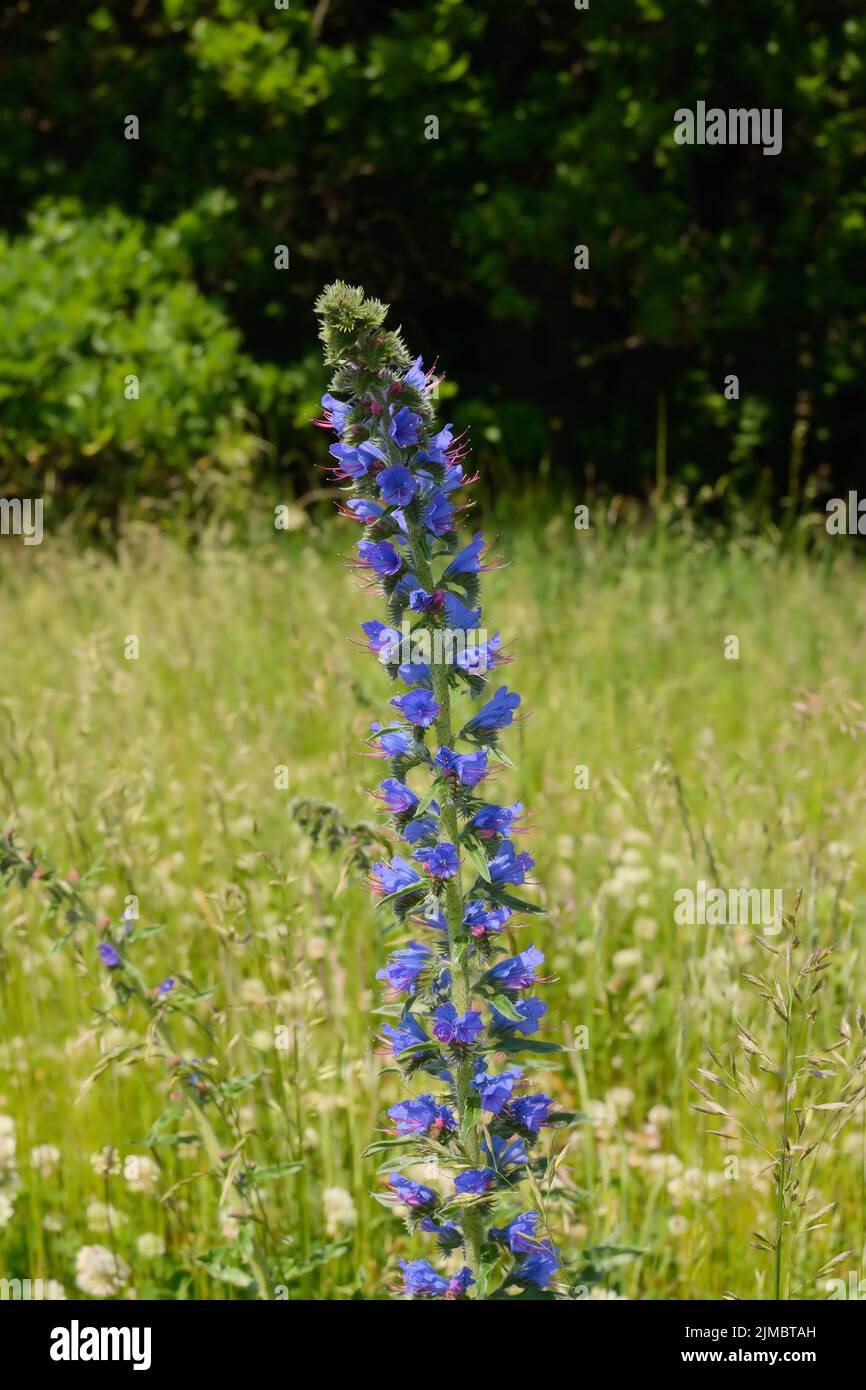 Blue natternkopf hi-res stock photography and images - Alamy