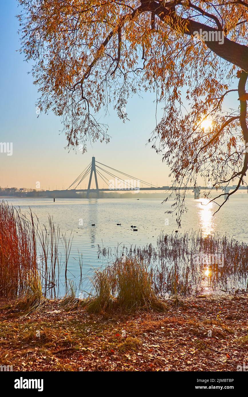 Branches willow waving in wind hi-res stock photography and images - Alamy