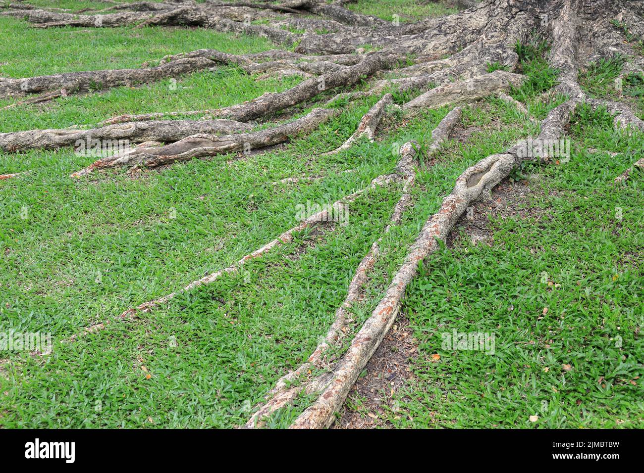 root of big tree on green lawn in the park Stock Photo - Alamy