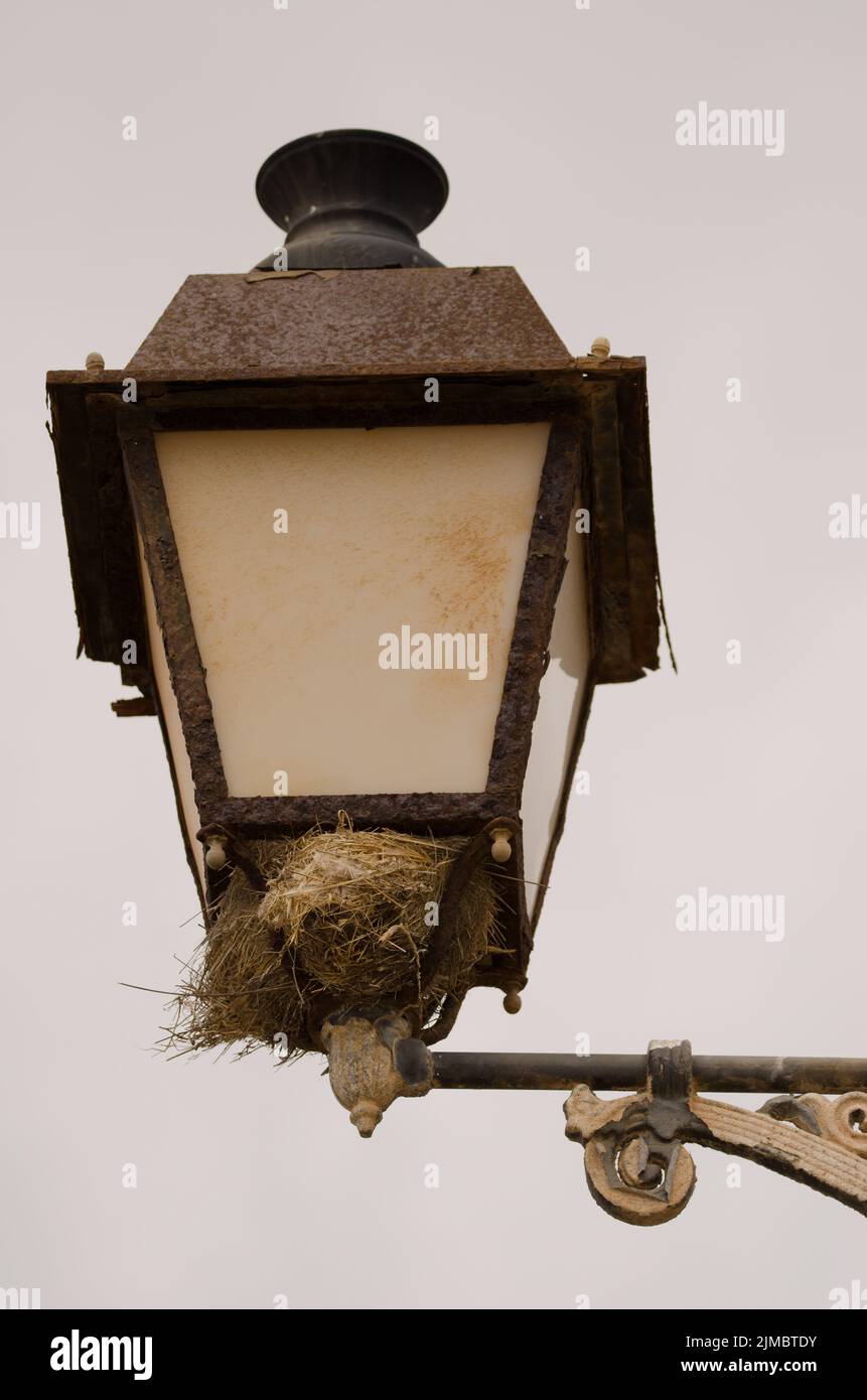 Nest of Spanish sparrow Passer hispaniolensis on a street light. Troya ...