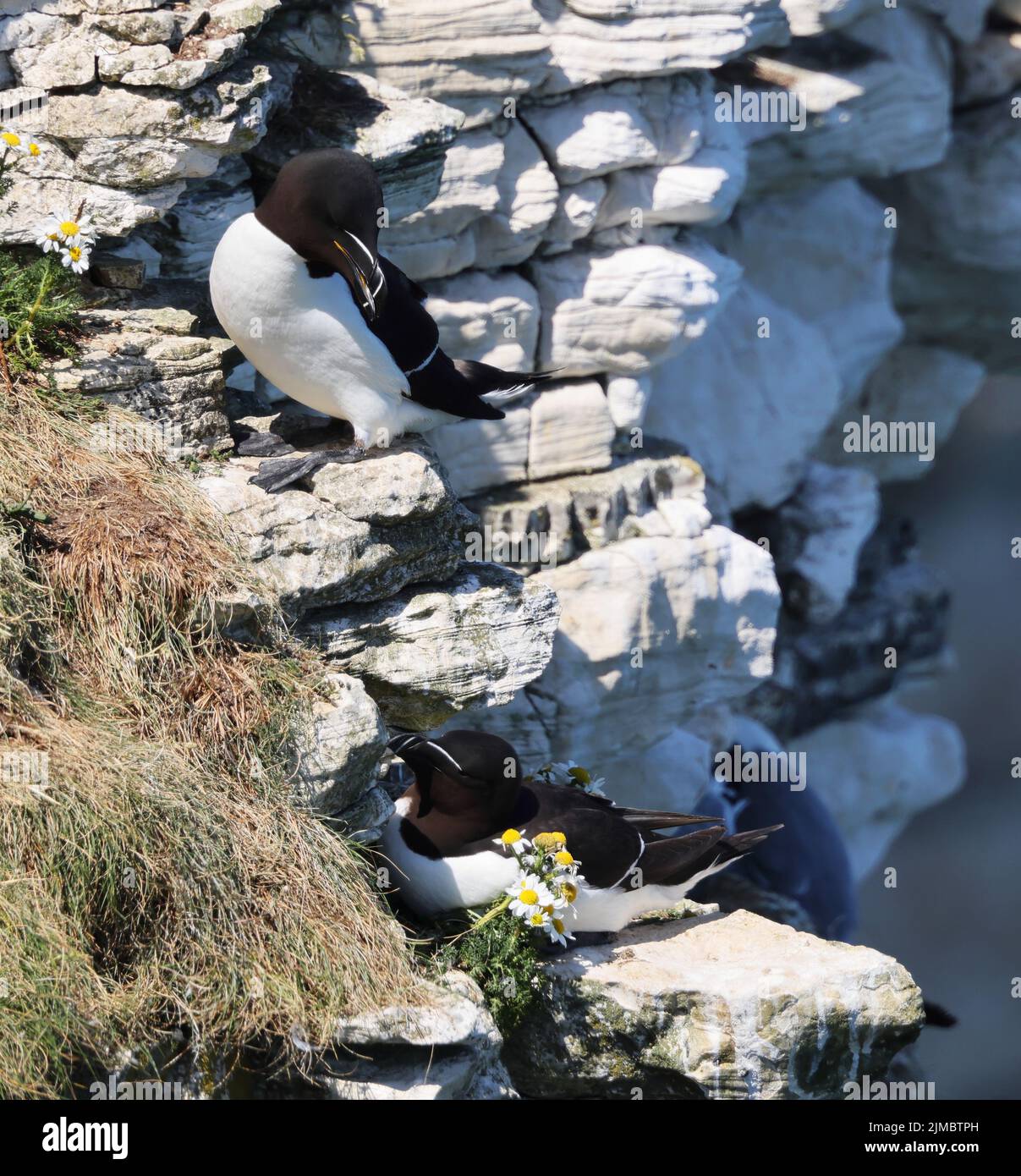 A Razorbill at RSPB Bempton Cliffs Yorkshire UK Stock Photo - Alamy