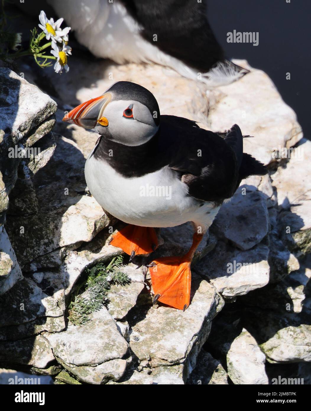 A beautiful iconic Puffin on Bempton Cliffs Yorkshire UK Stock Photo ...