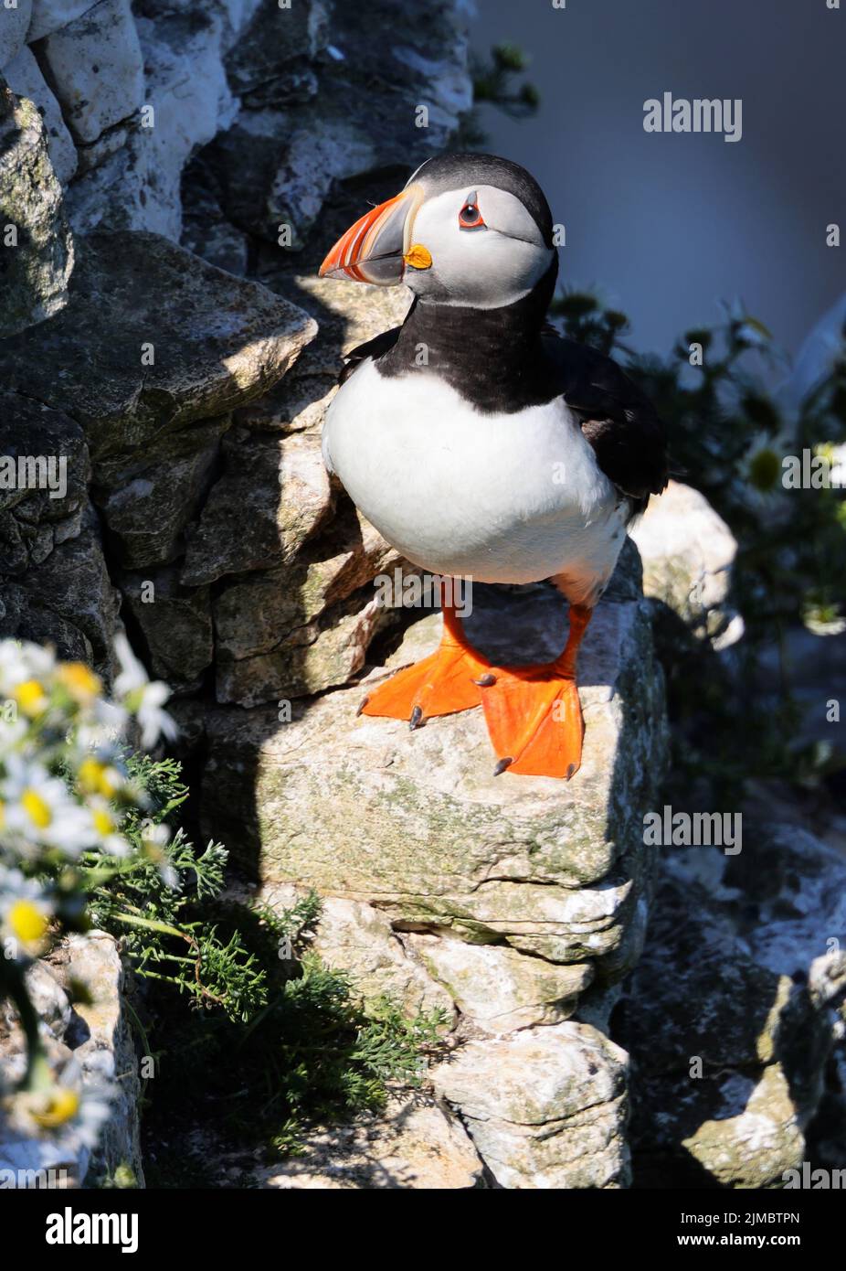 A beautiful iconic Puffin on Bempton Cliffs Yorkshire UK Stock Photo ...