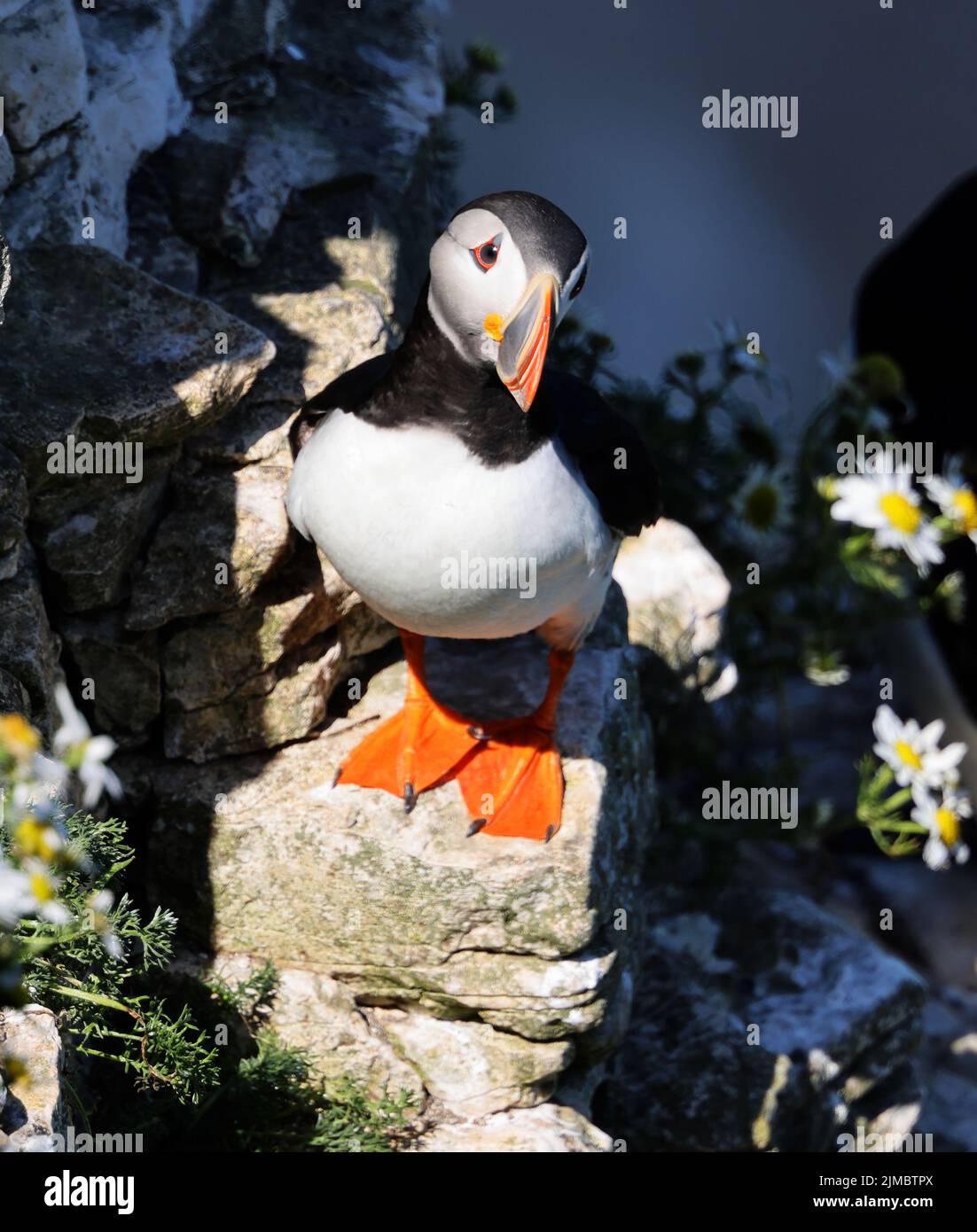 A beautiful iconic Puffin on Bempton Cliffs Yorkshire UK Stock Photo ...