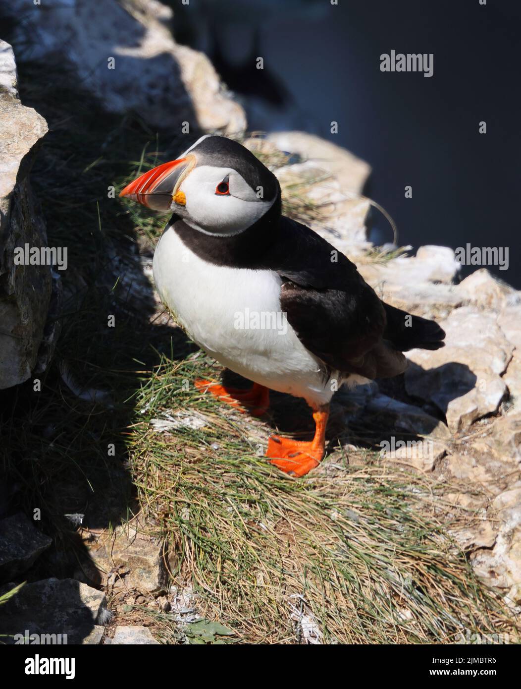 A beautiful iconic Puffin on Bempton Cliffs Yorkshire UK Stock Photo ...