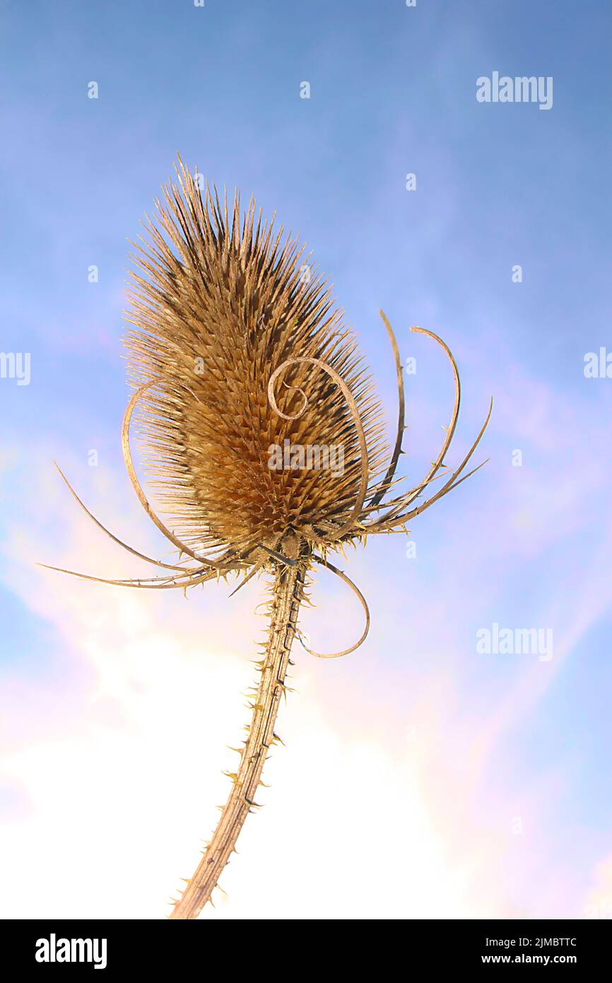 Dipsacus fullonum dried seed hi-res stock photography and images - Alamy
