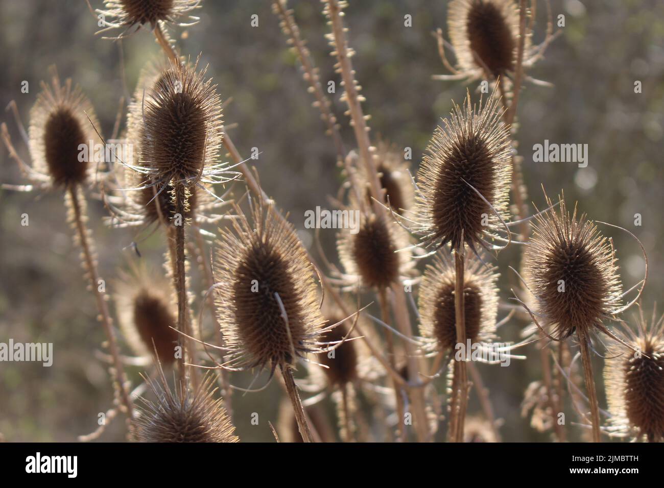 Dpsacus fullonum hi-res stock photography and images - Alamy