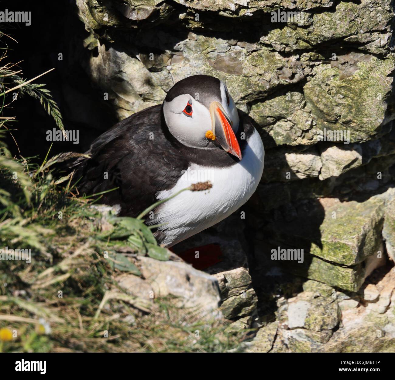 A beautiful iconic Puffin on Bempton Cliffs Yorkshire UK Stock Photo ...