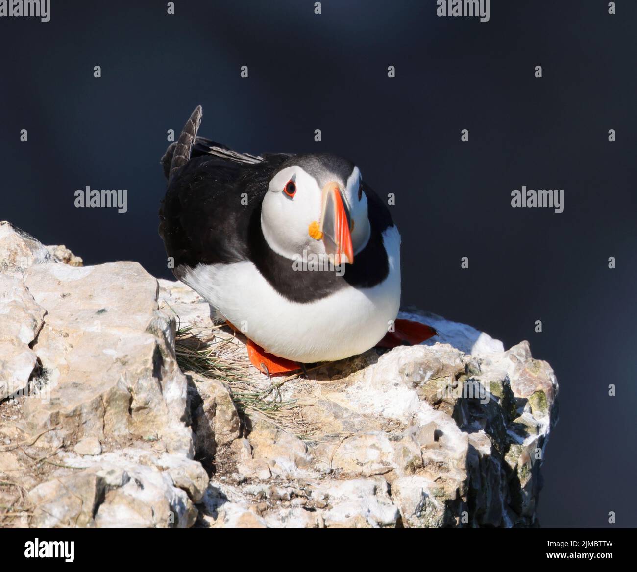 A beautiful iconic Puffin on Bempton Cliffs Yorkshire UK Stock Photo ...