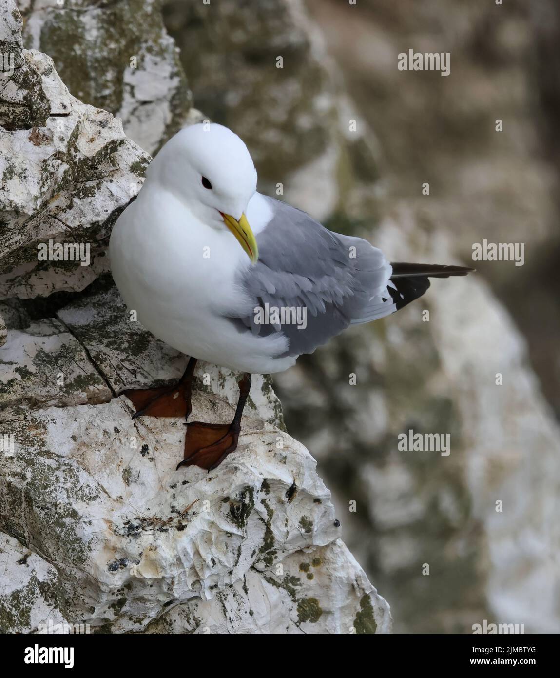 A beautiful Kittiwake on a cliff ledge at RSPB Bempton Cliffs Stock ...