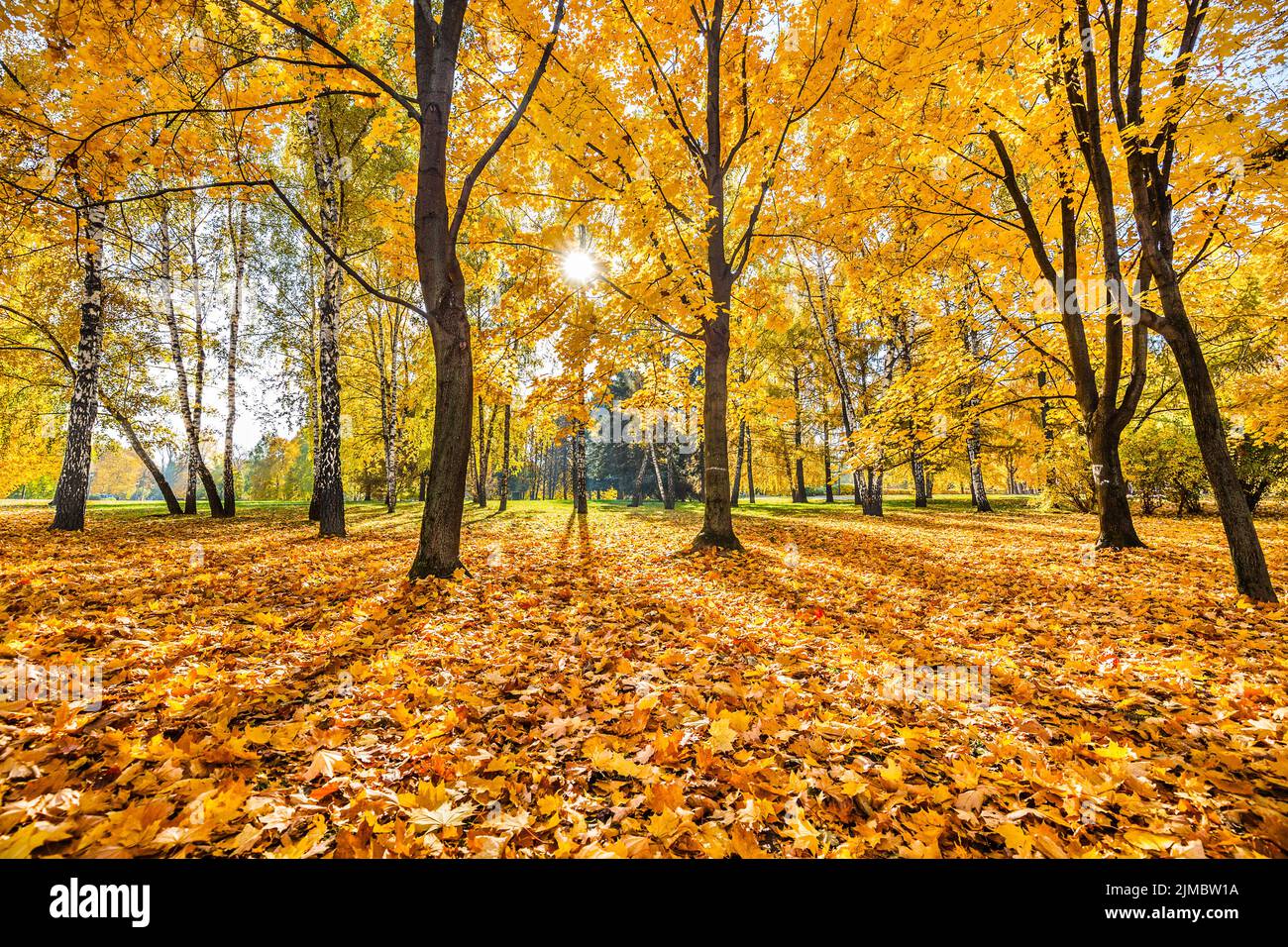 Beautiful scene autumn park hi-res stock photography and images - Alamy