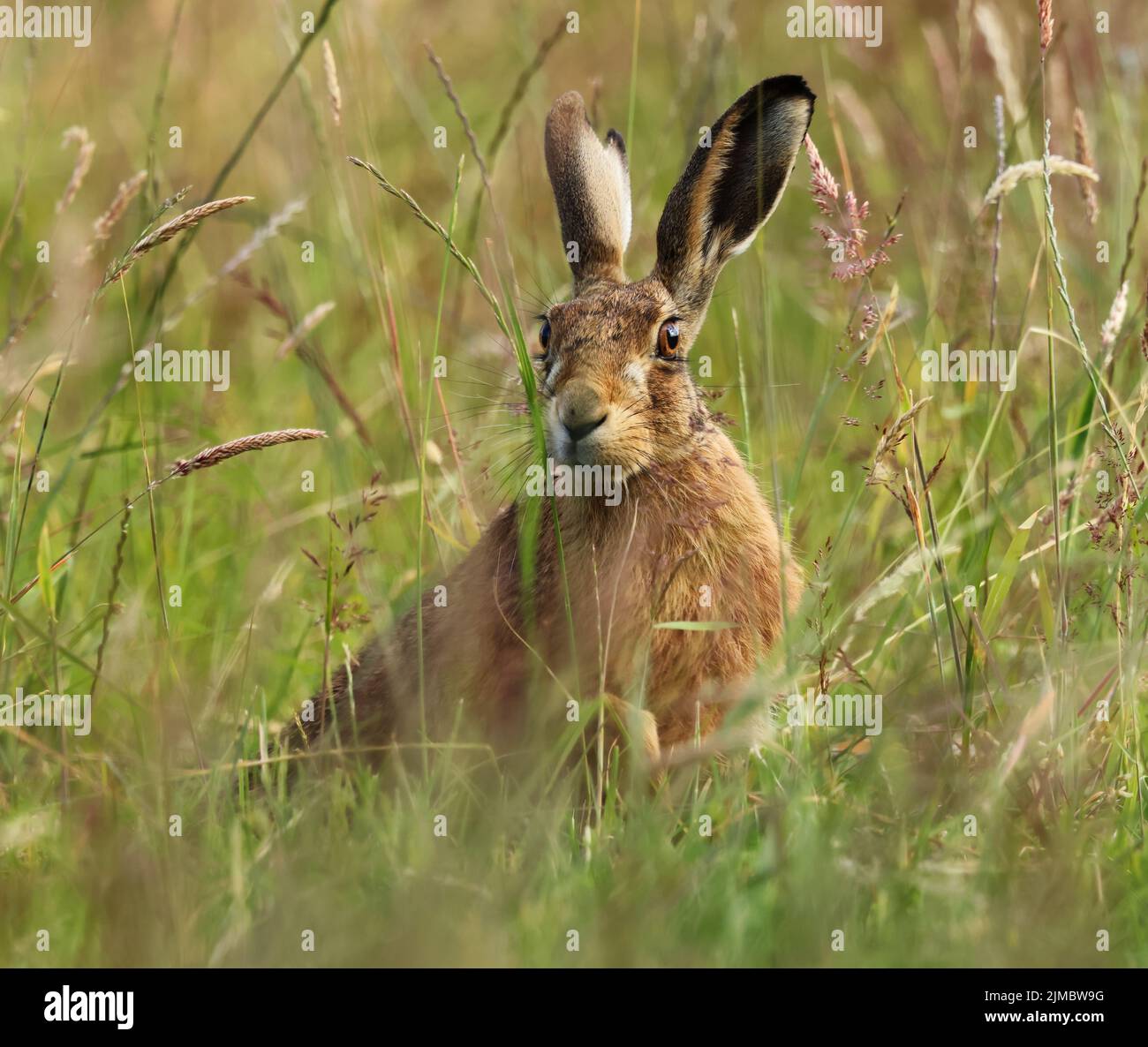 A Brown Hare in long grass in the Cotswold Hills Gloucestershire UK Stock Photo - Alamy