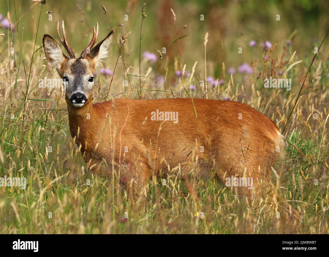 Roe Deer buck in the Cotswold Hill Gloucestershire UK Stock Photo - Alamy