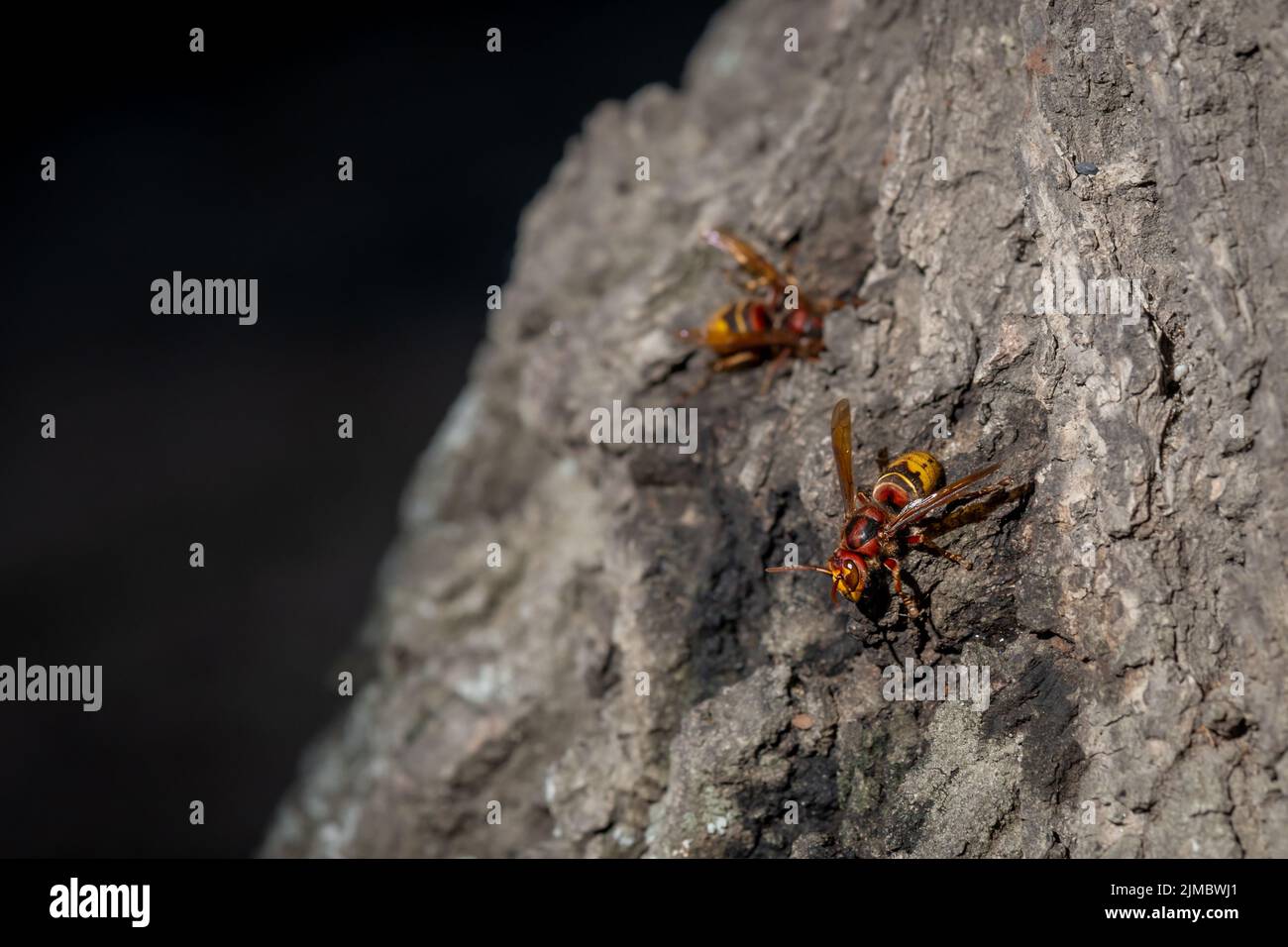 European hornet. Vespa crabro on tree. Wasp. Lausanne, Switzerland ...