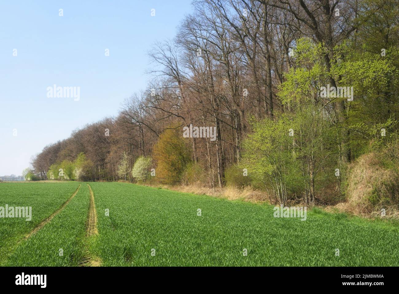 Forest edge in spring, Germany Stock Photo - Alamy
