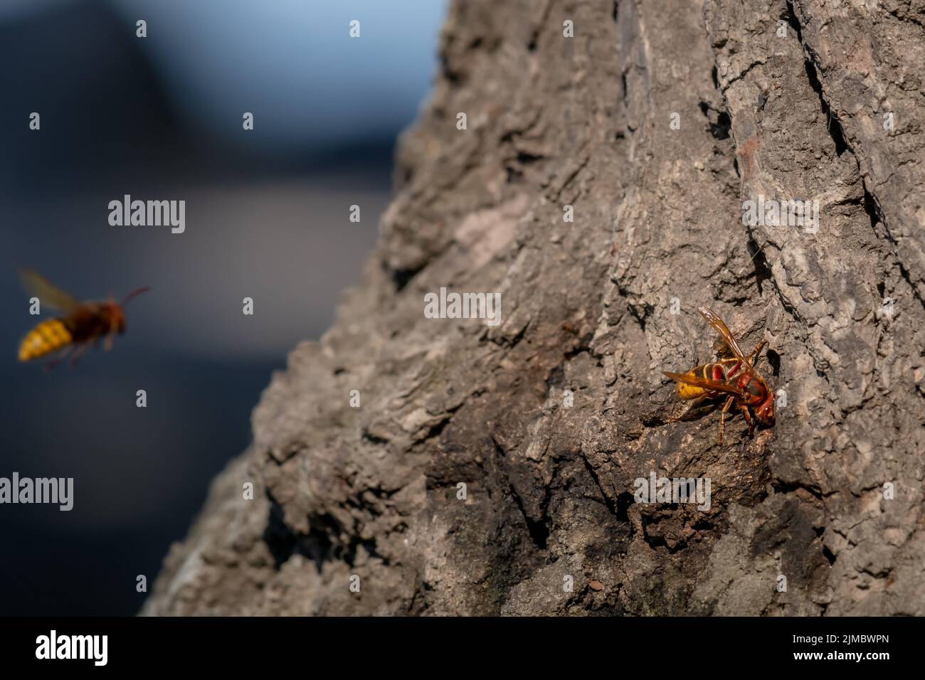 European hornet. Vespa crabro on tree. Wasp. Lausanne, Switzerland ...
