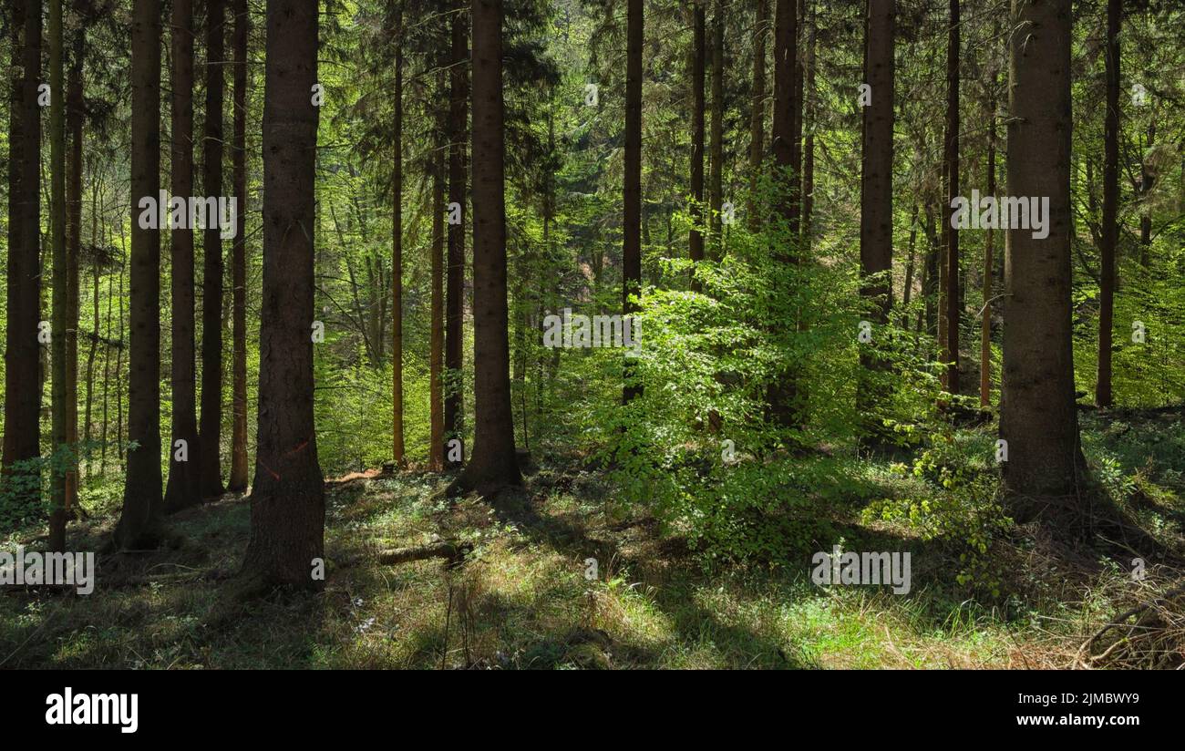 Spruce and germany hi-res stock photography and images - Alamy